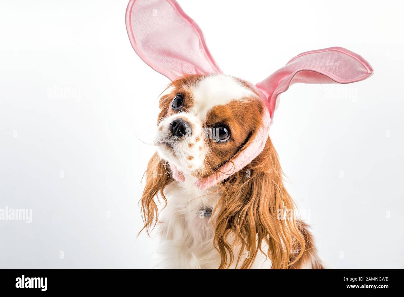 Cute Puppy And Bunny