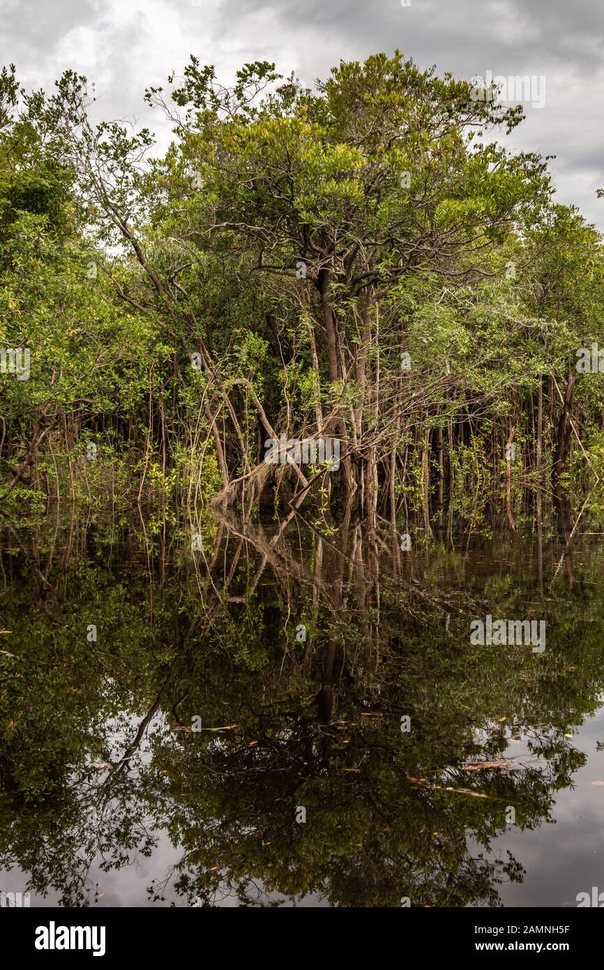 Amazonian Landscape at "RDS", Rio Negro Sustainable Development Reserve ...