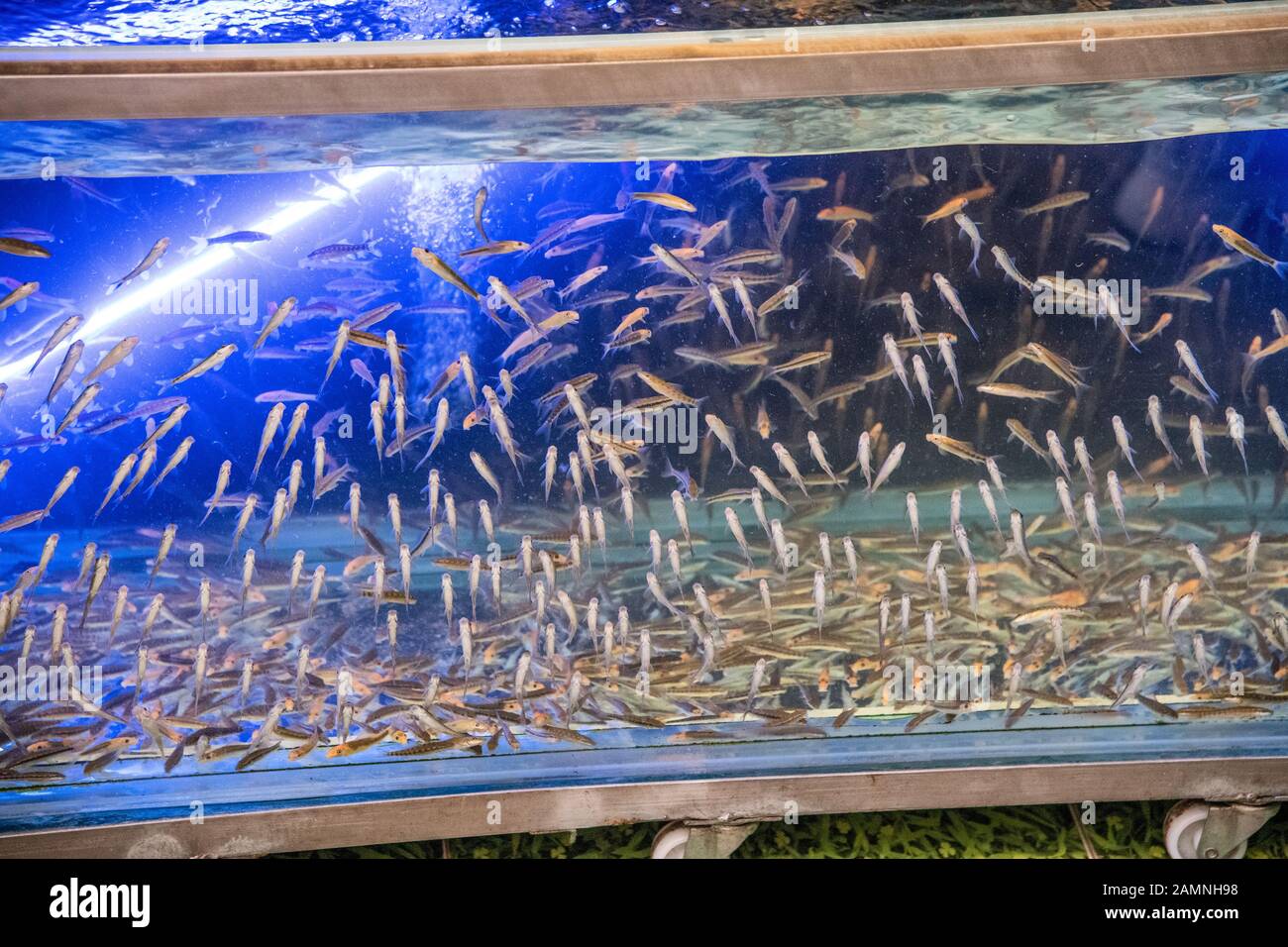 Rufa garra fish cleaning body skin care for natural therapy zone at ...