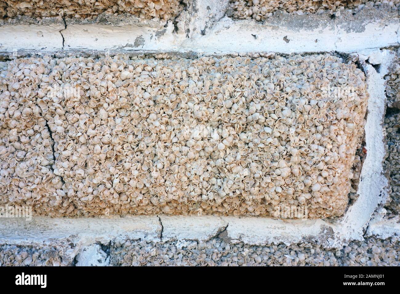 Building made of shells hi-res stock photography and images - Alamy