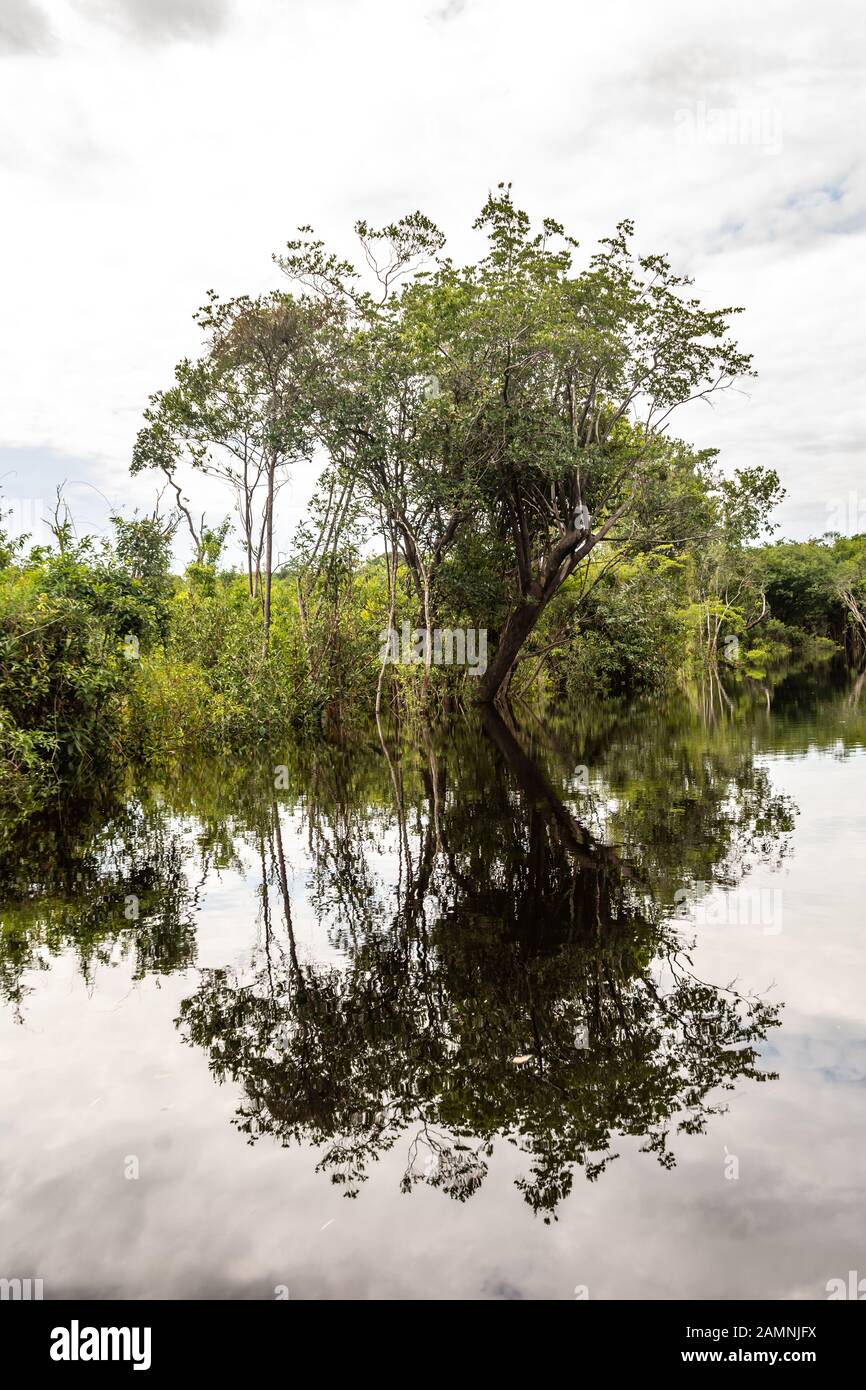 Amazonian Landscape at "RDS", Rio Negro Sustainable Development Reserve ...