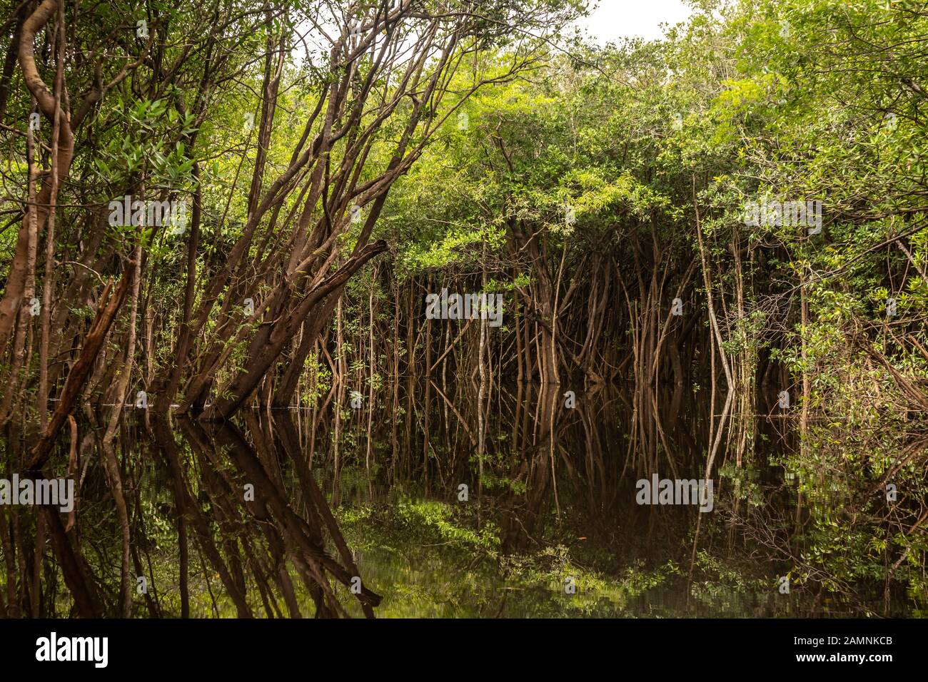 Amazonian Landscape at "RDS", Rio Negro Sustainable Development Reserve ...