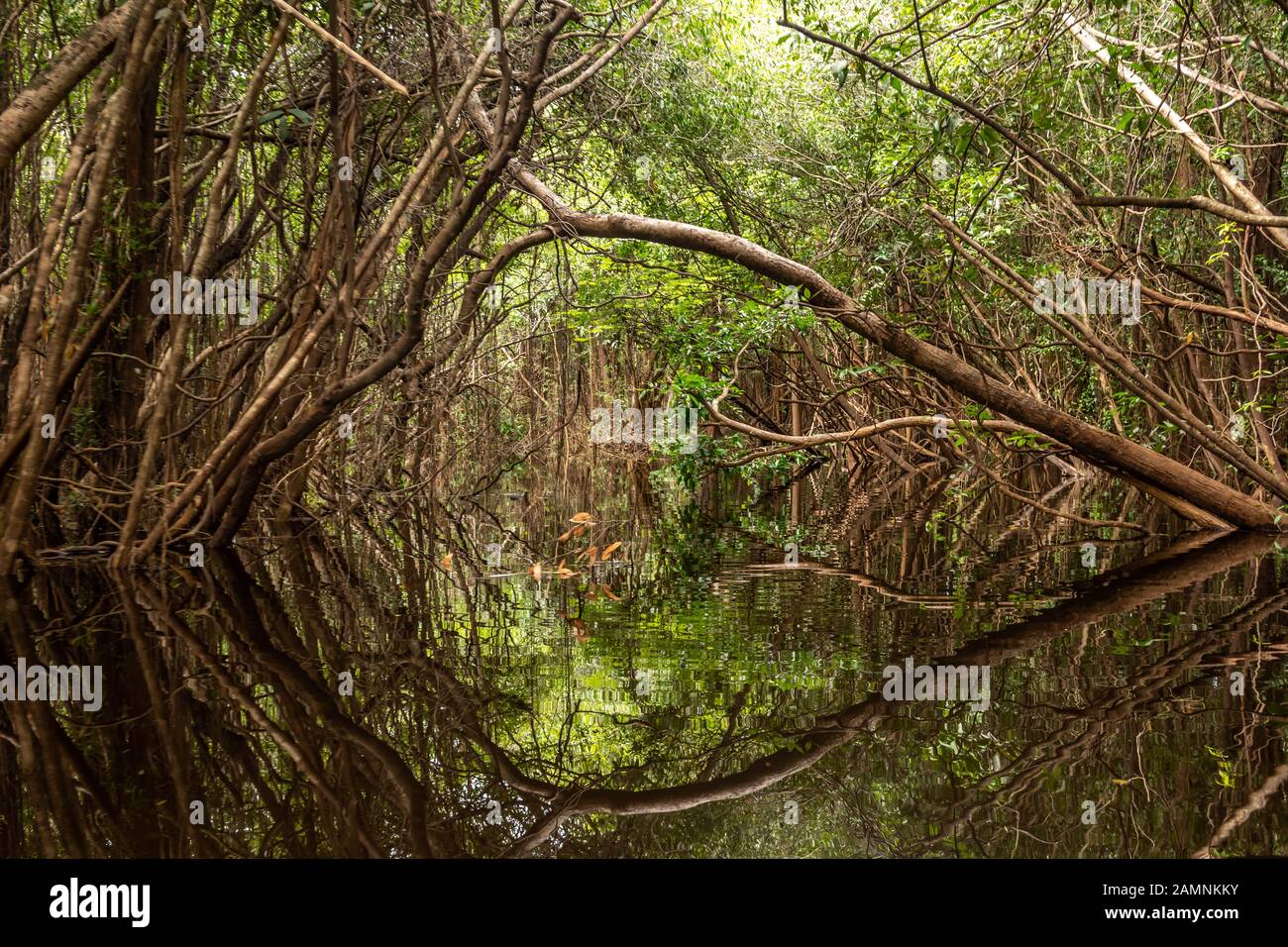 Amazonian Landscape at "RDS", Rio Negro Sustainable Development Reserve ...