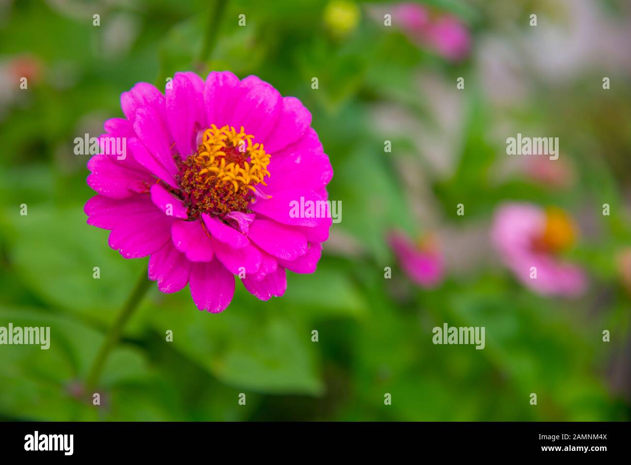 Close up view zinnia flower hi-res stock photography and images - Alamy