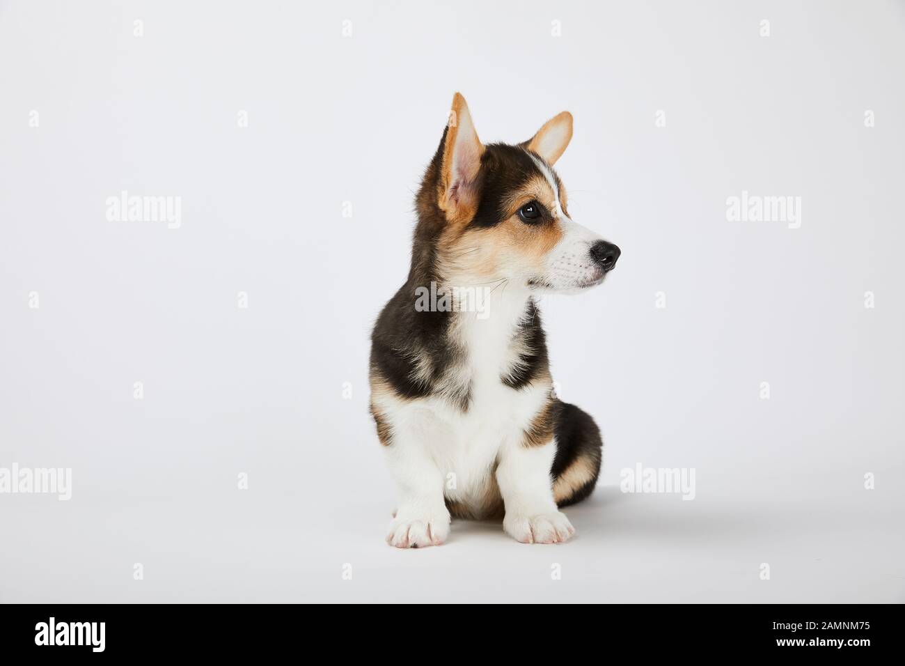 cute corgi puppy sitting and looking away on white background Stock ...