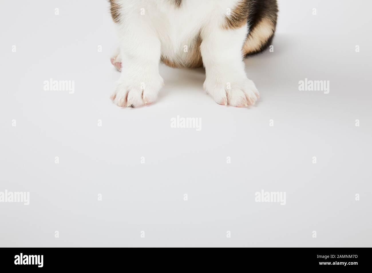 cute welsh corgi puppy paws on white background Stock Photo - Alamy