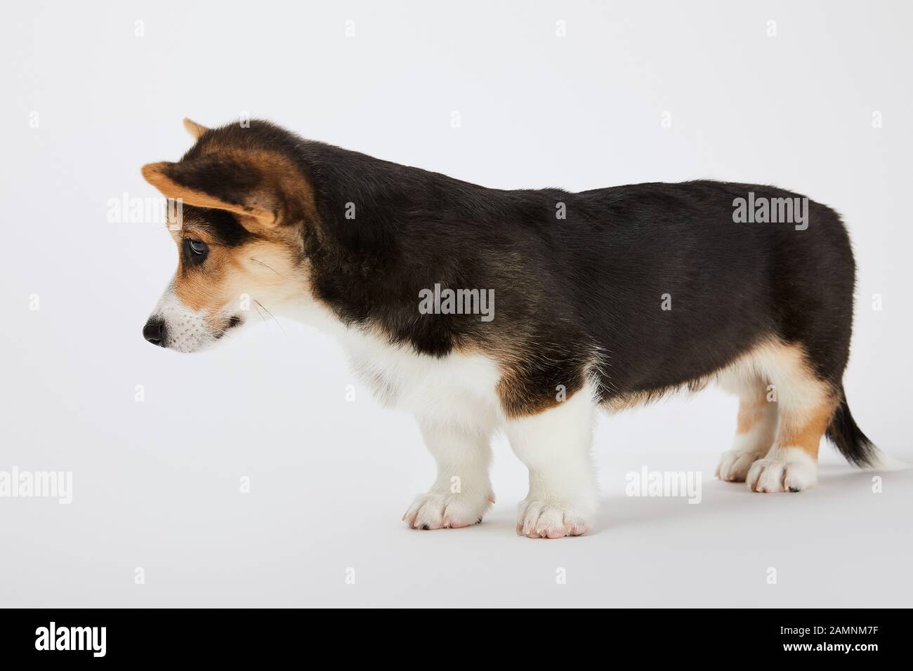 side view of cute welsh corgi puppy on white background Stock Photo - Alamy