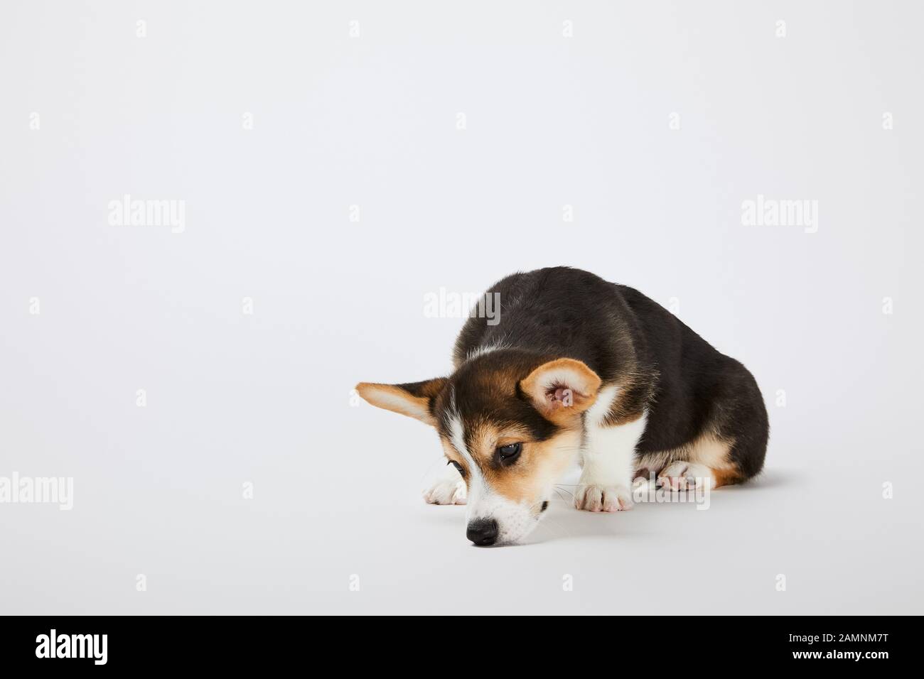 cute sad welsh corgi puppy on white background Stock Photo - Alamy
