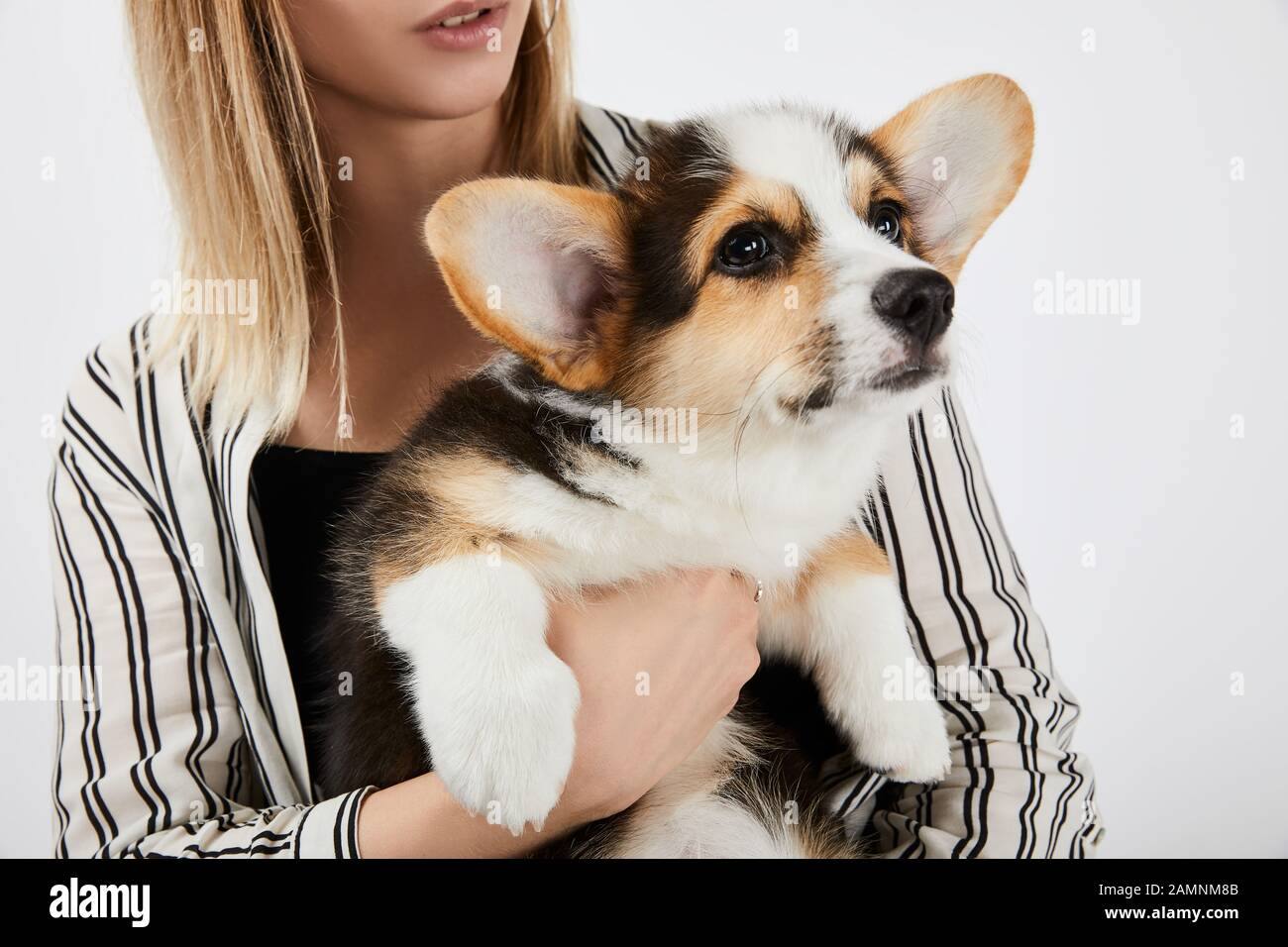 Girl holding corgi dog hi-res stock photography and images - Alamy