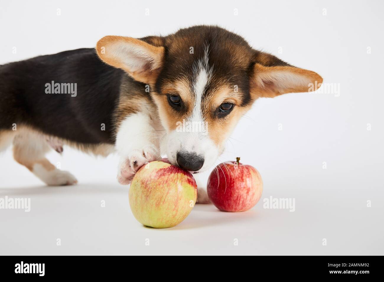 cute welsh corgi puppy touching ripe apples on white background Stock ...