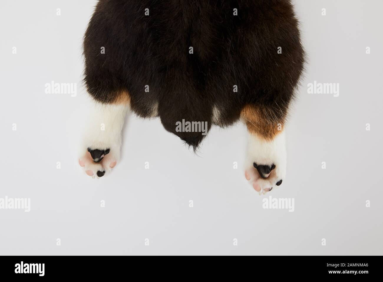 partial view of cute welsh corgi puppy paws and tail isolated on white ...