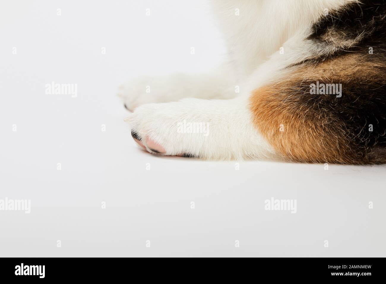 partial view of cute welsh corgi puppy paws on white background Stock ...