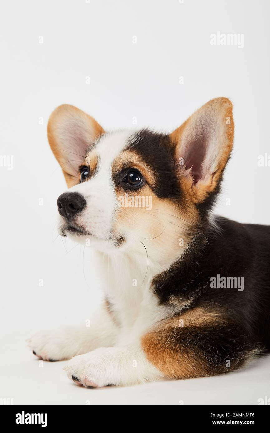 Adorable welsh corgi lying on hi-res stock photography and images - Alamy
