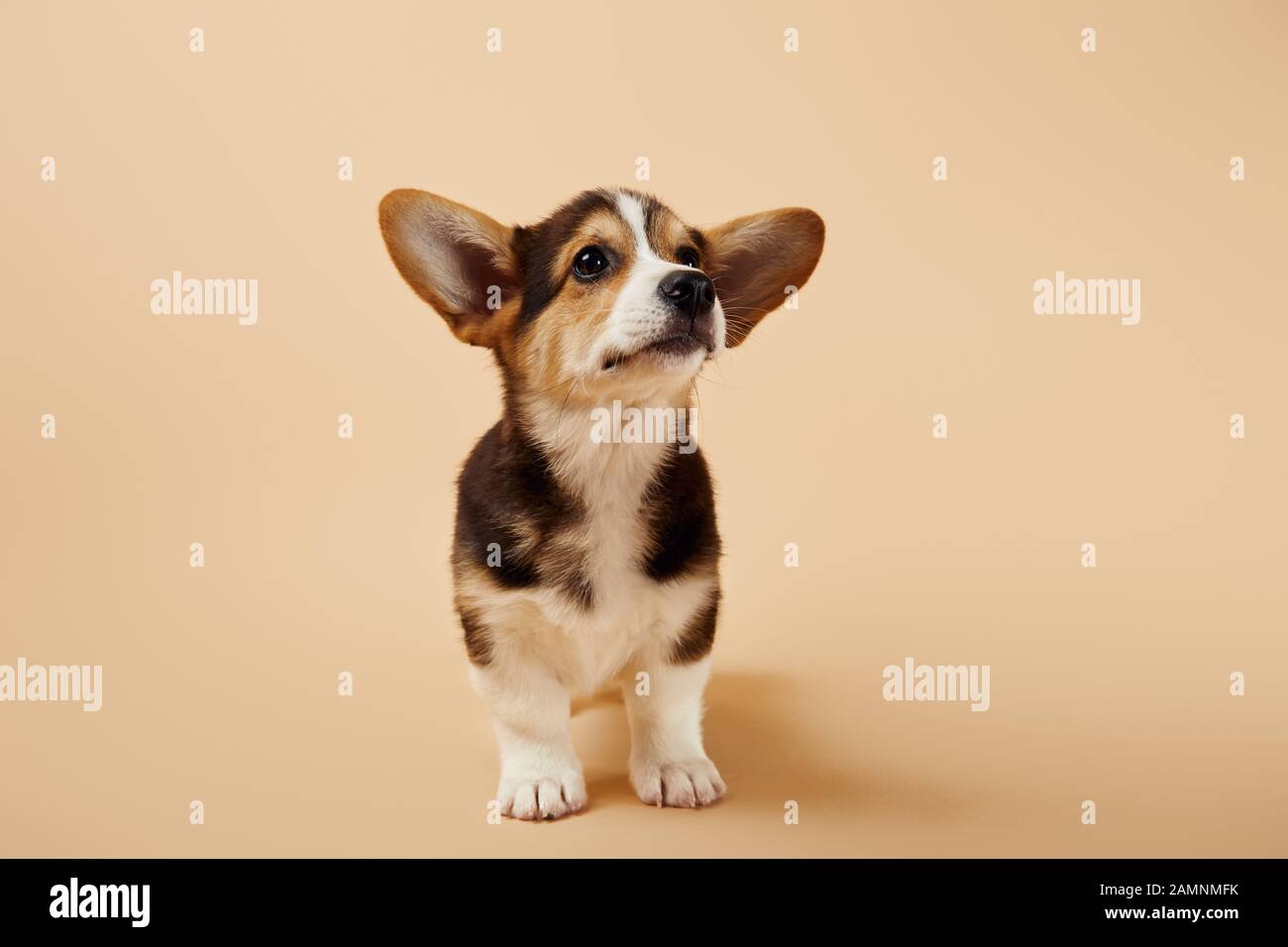 fluffy welsh corgi puppy on beige background Stock Photo - Alamy