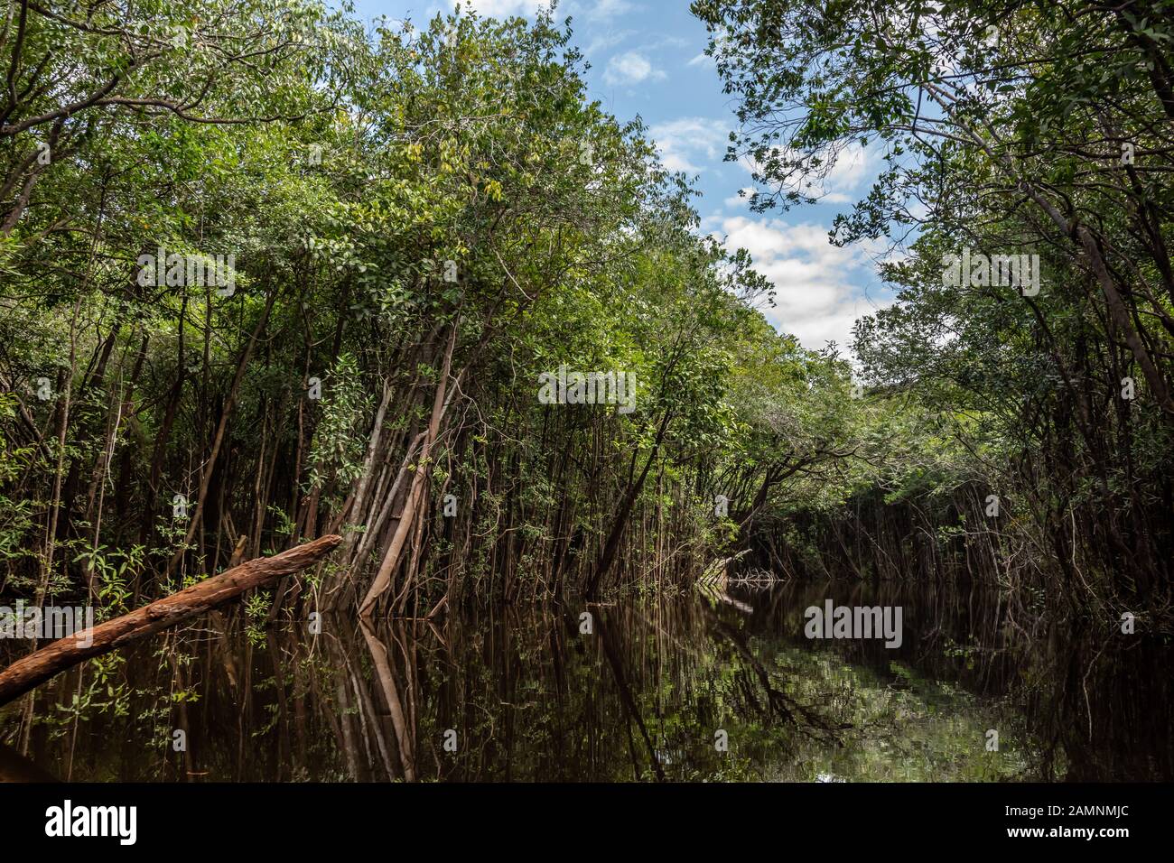Amazonian Landscape at "RDS", Rio Negro Sustainable Development Reserve ...