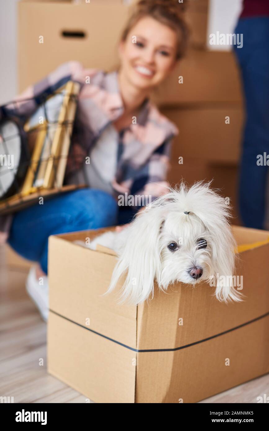 Dog moving house box hi-res stock photography and images - Alamy