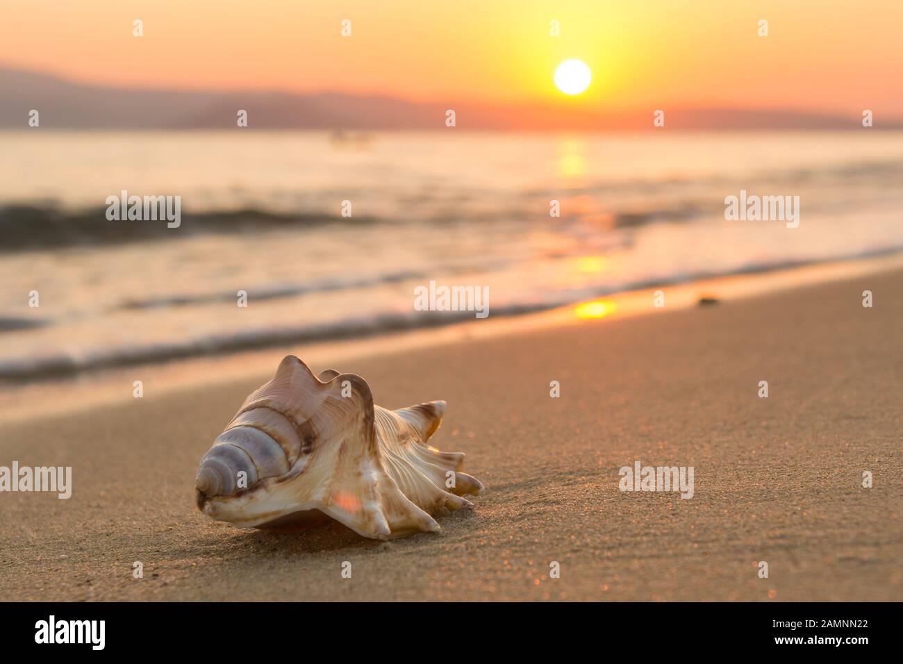 Seashell beach scene hi-res stock photography and images - Alamy