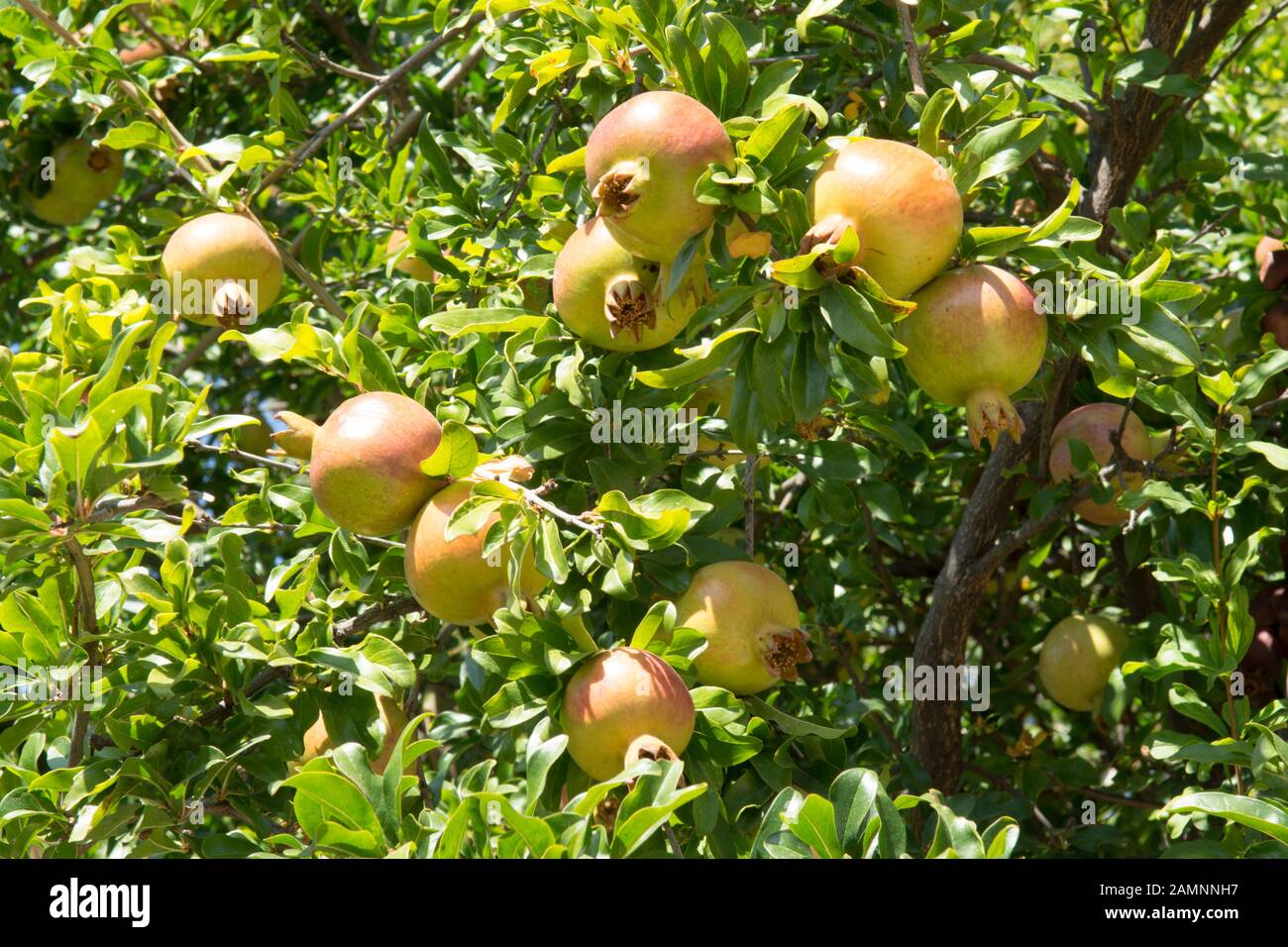 Fruit tree greece hi-res stock photography and images - Alamy