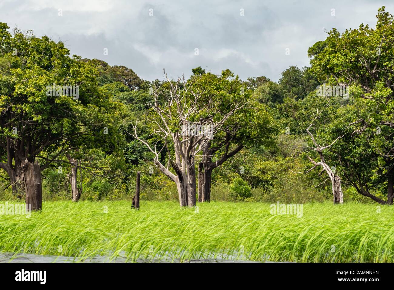 Amazonian Landscape at "RDS", Rio Negro Sustainable Development Reserve ...