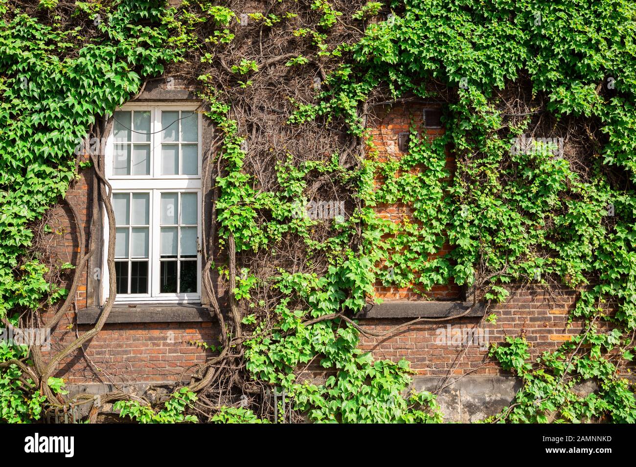 Window and green ivy vine plants wall Stock Photo - Alamy
