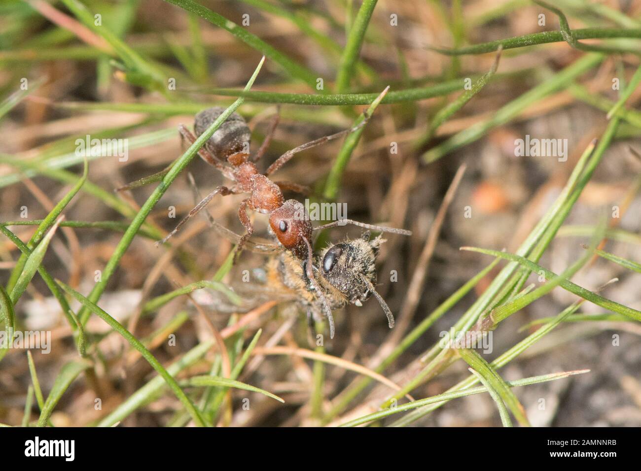 ant dragging collecting prey food be along ground Stock Photo - Alamy