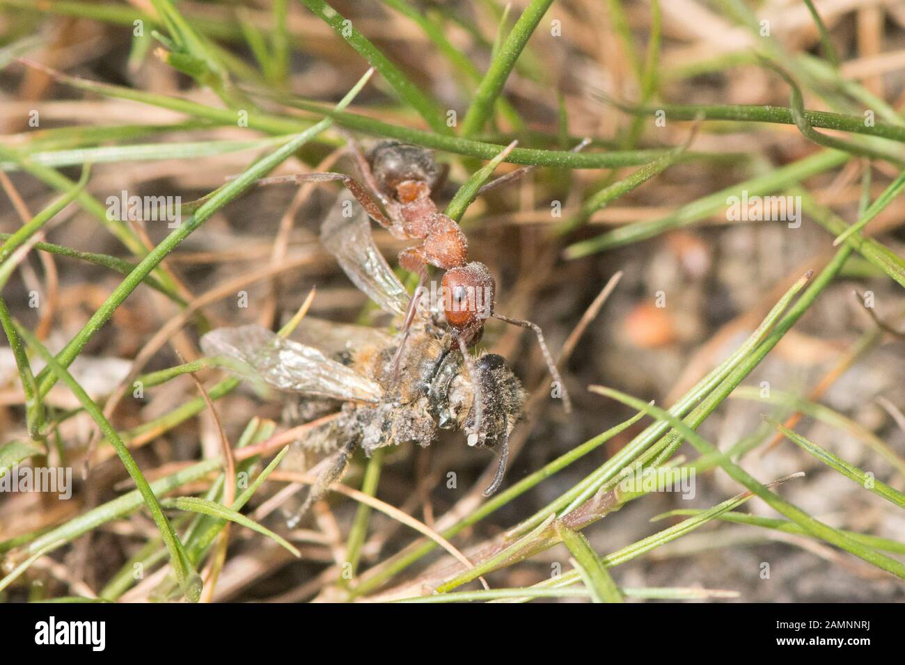 ant dragging collecting prey food be along ground Stock Photo - Alamy