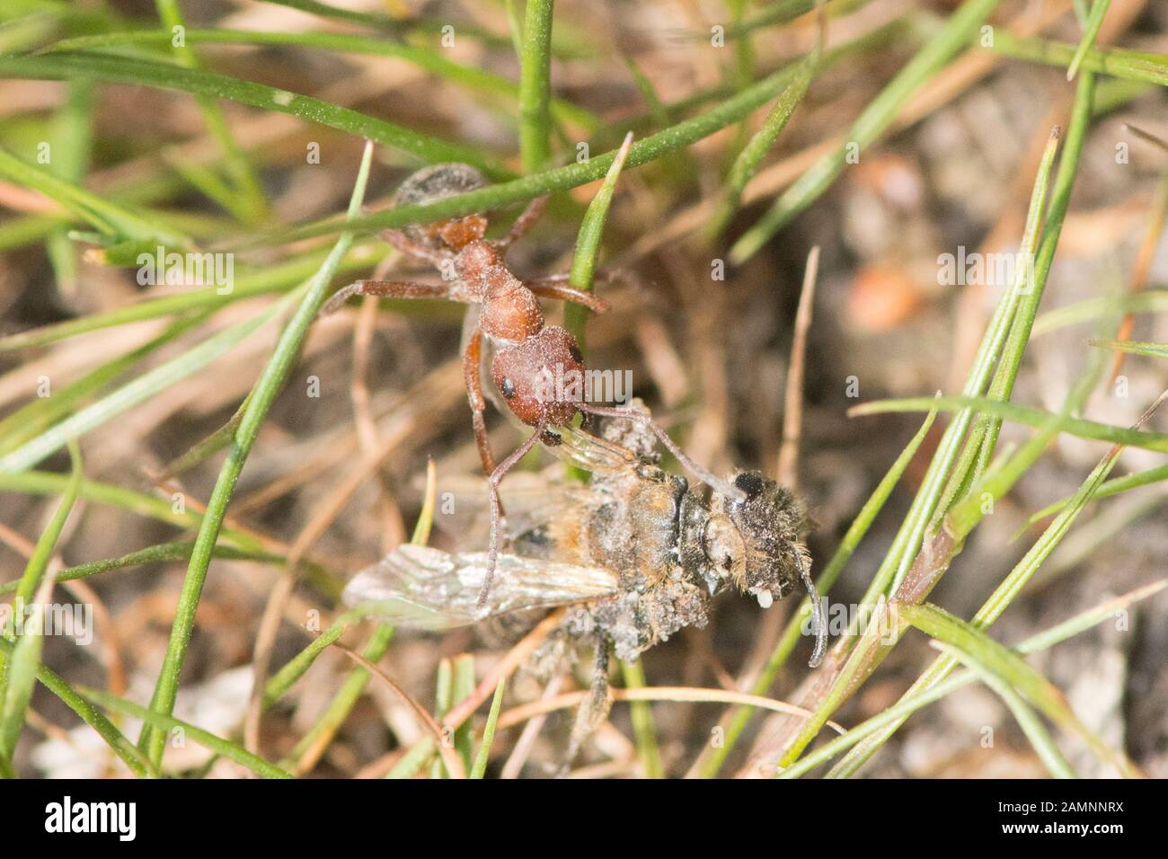 ant dragging collecting prey food be along ground Stock Photo - Alamy