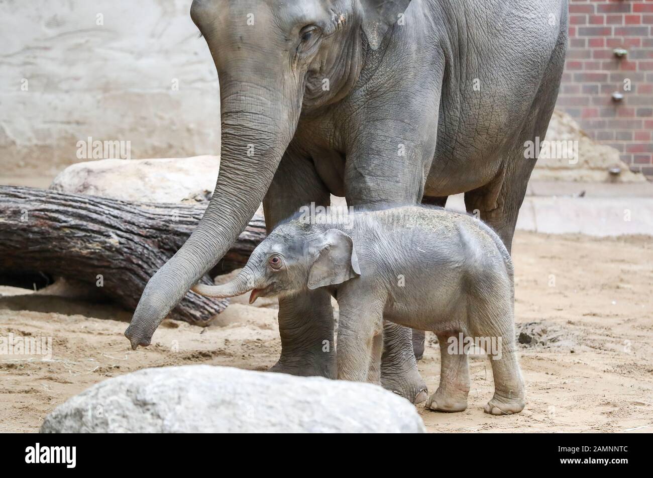 Human gestation period hi-res stock photography and images - Alamy