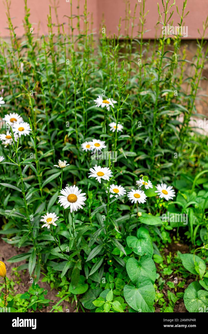 House home farm cottage dacha in Ukraine with many white daisy flowers ...