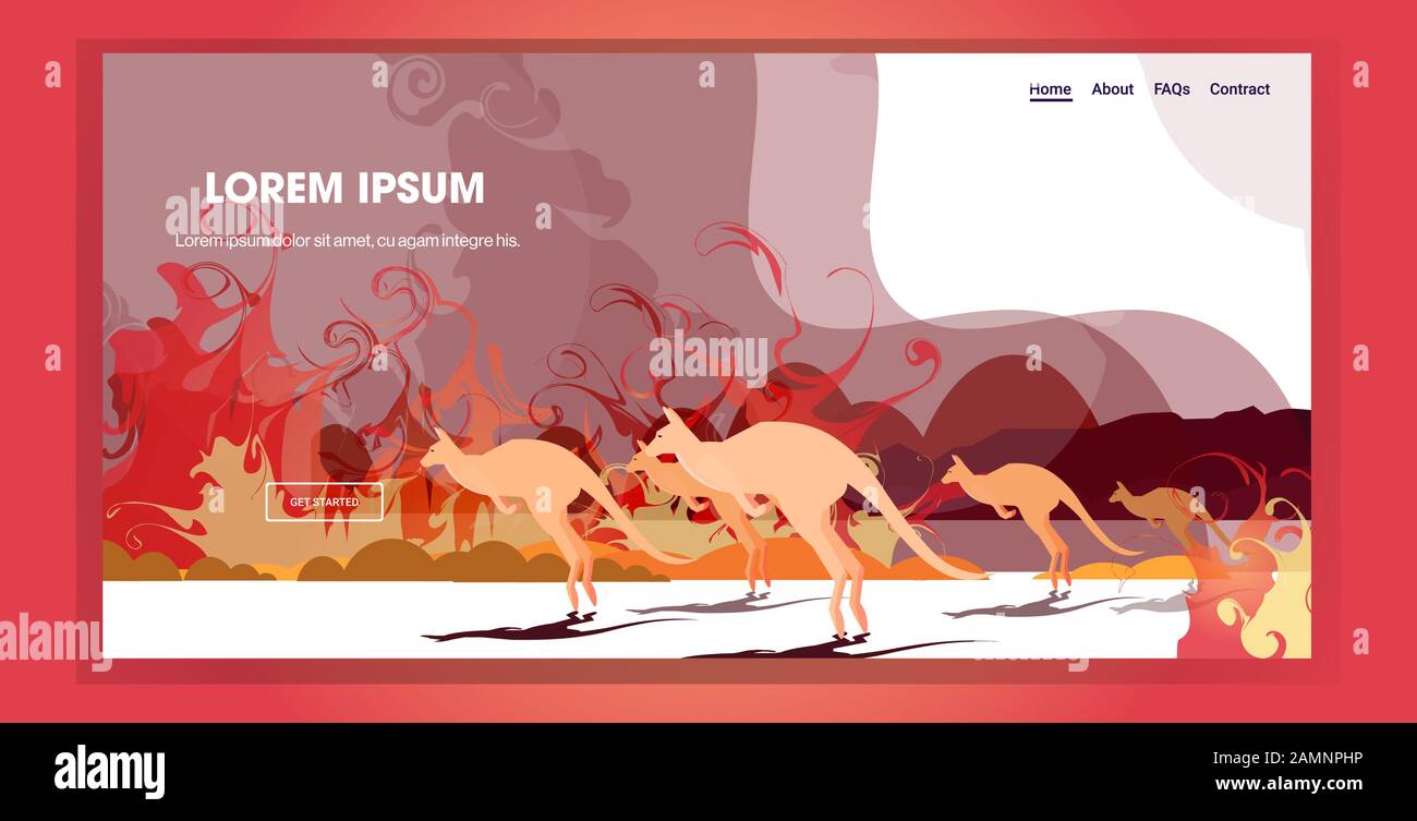 kangaroo running from forest fires in australia animals dying in ...