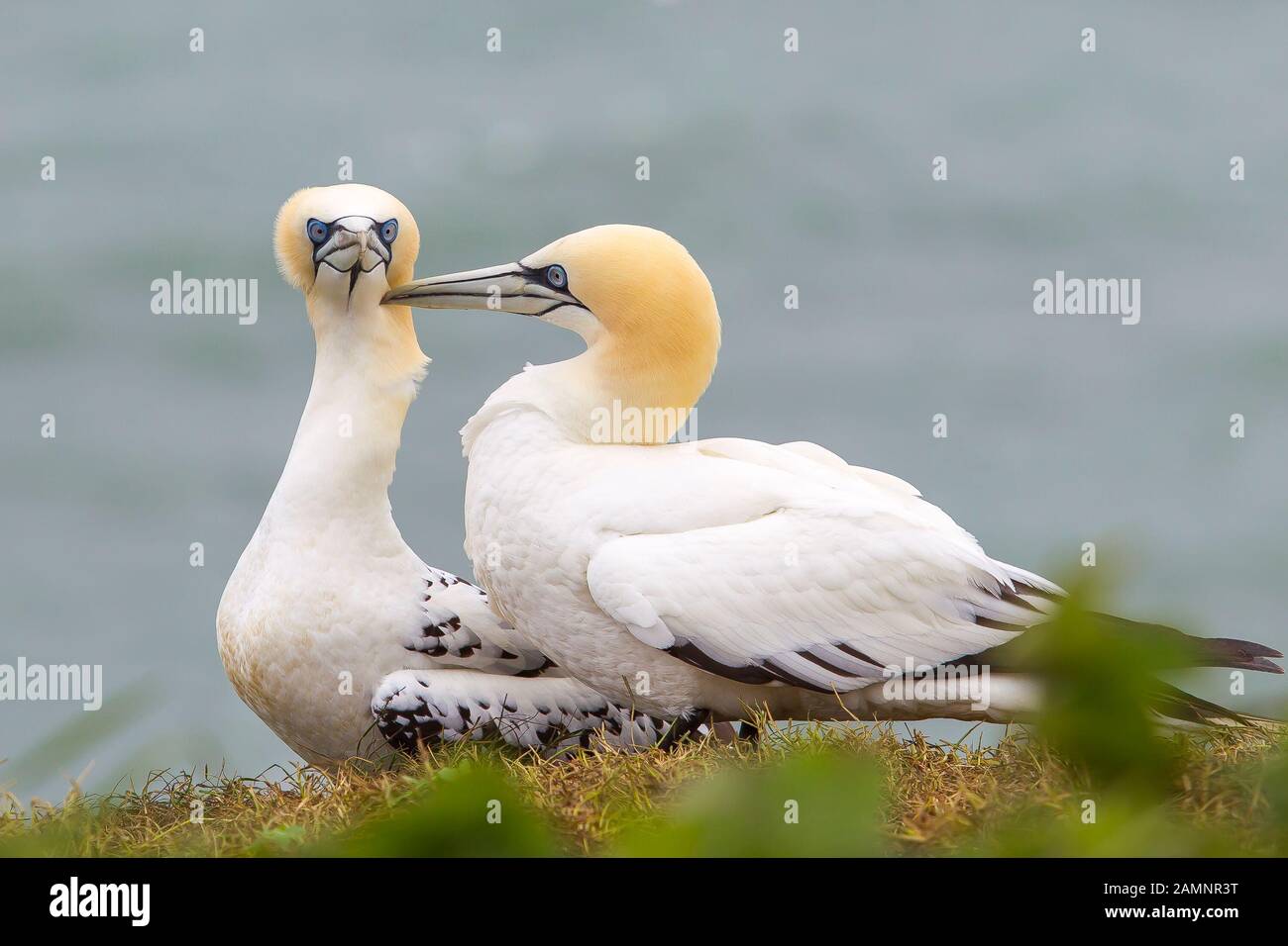 Mating Northern Gannet High Resolution Stock Photography And Images Alamy