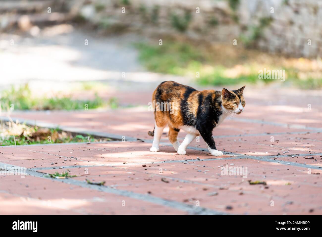 Calico cat outside in street garden sidewalk standing walking in ...