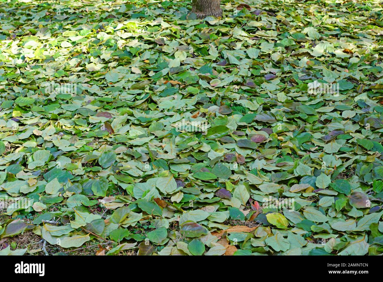 Fallen green foliage on the ground of a persimmon kaki tree Stock Photo ...