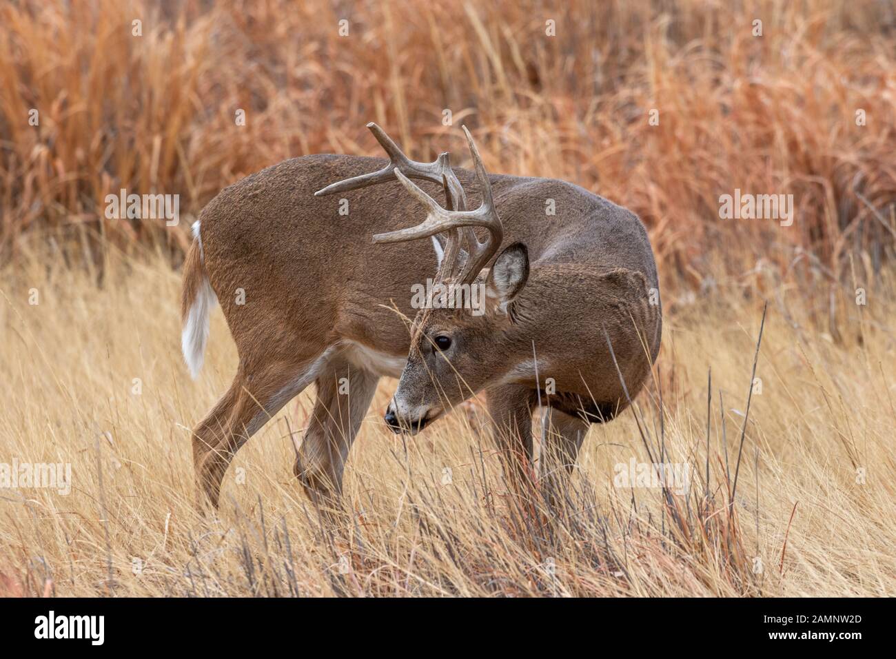 Buck Whitetail Deer in Colorado During the fall Rut Stock Photo - Alamy