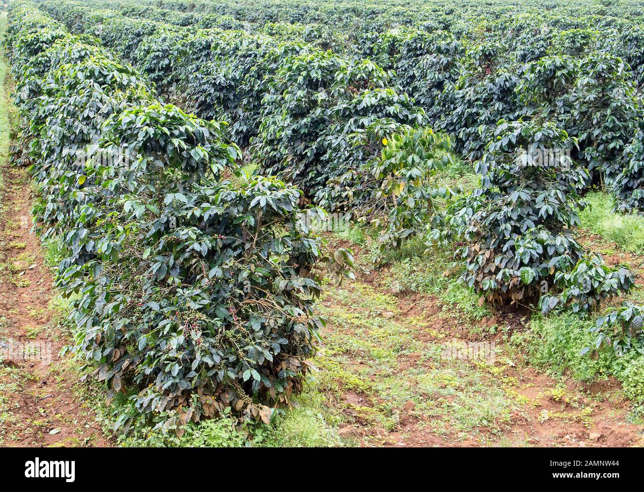 Coffee bushes hi-res stock photography and images - Alamy