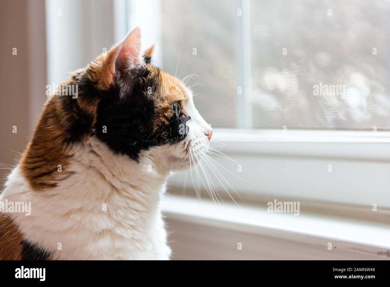 Calico cat side profile closeup looking on windowsill window sill ...