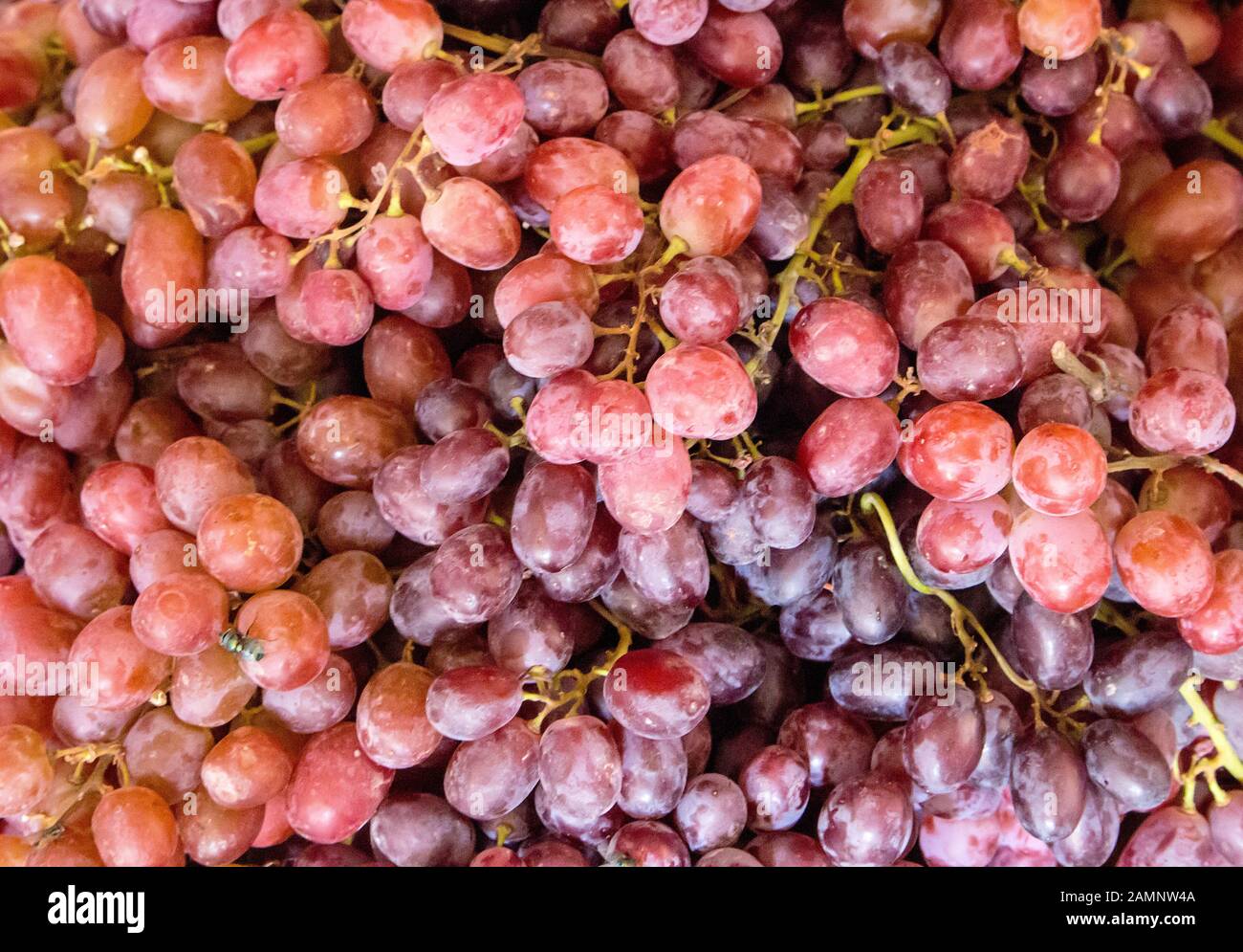 Like bunch of grapes hi-res stock photography and images - Alamy