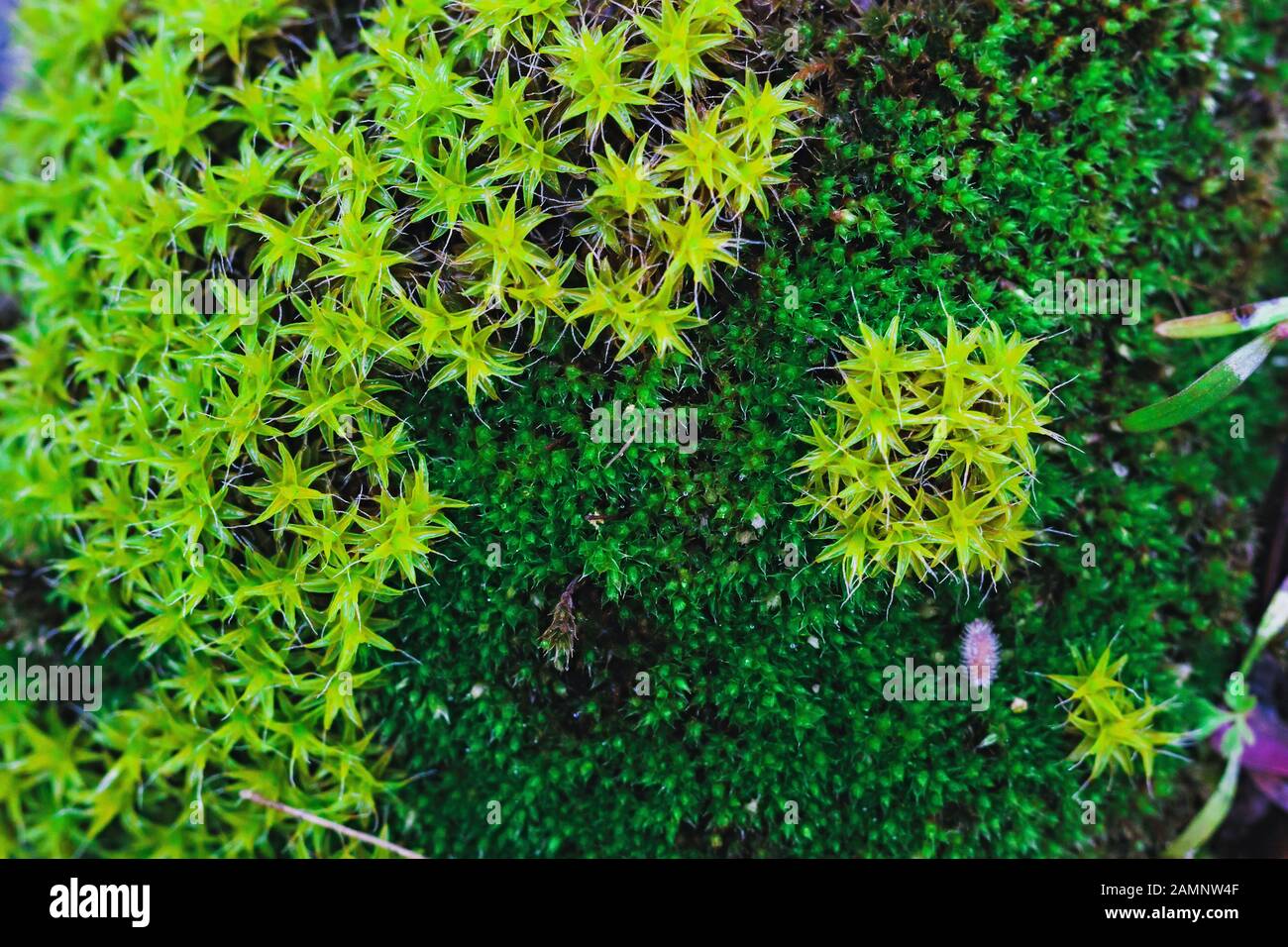 Shades of green moss hi-res stock photography and images - Alamy