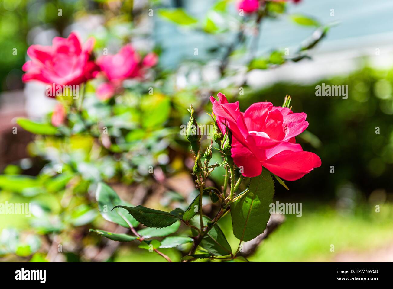 Atlanta garden roses hi-res stock photography and images - Alamy