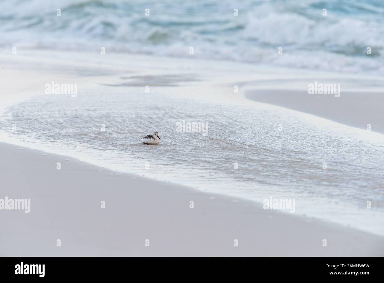 One small sanderling wading bird looking for food shorebird in Santa ...