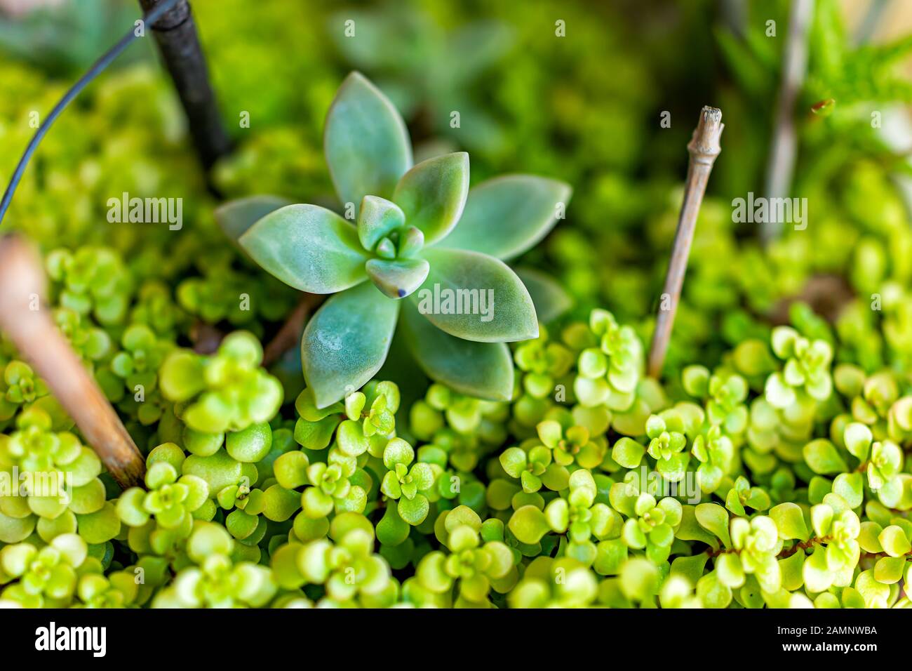 Macro closeup of green succulent plants in pot flowerpot indoor ...