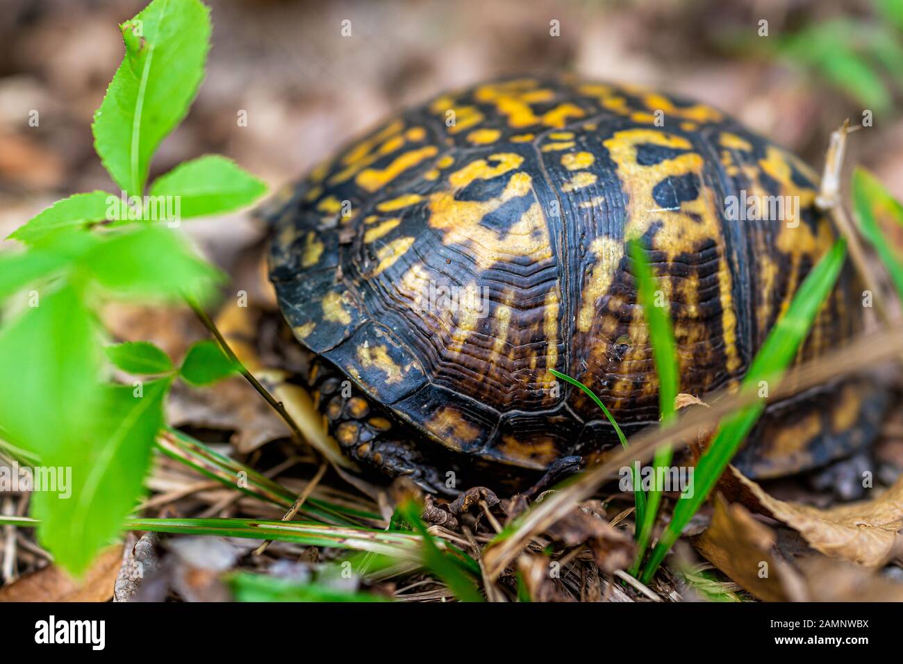 American box turtle hi-res stock photography and images - Alamy
