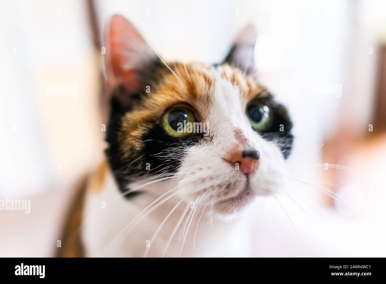 Closeup portrait of calico cat face head with blurry background in room ...