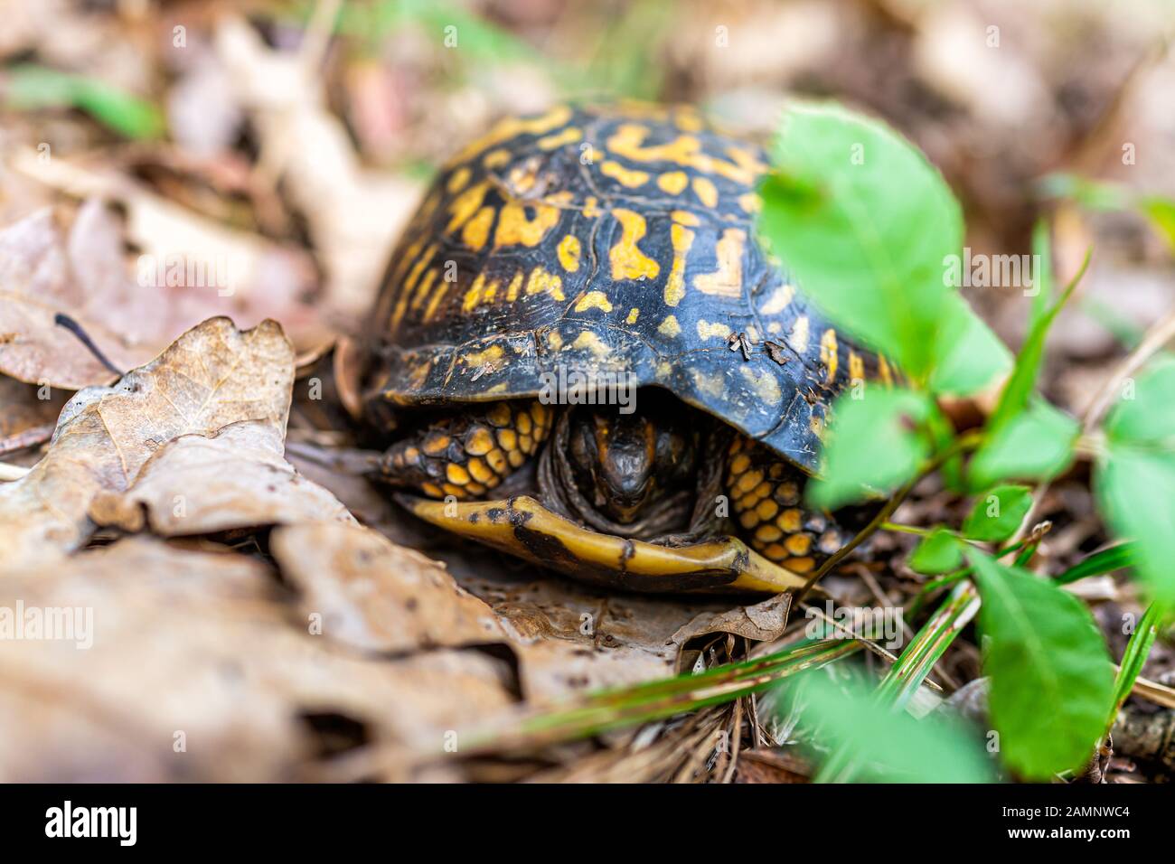 Eastern box turtle shell pattern hi-res stock photography and images ...