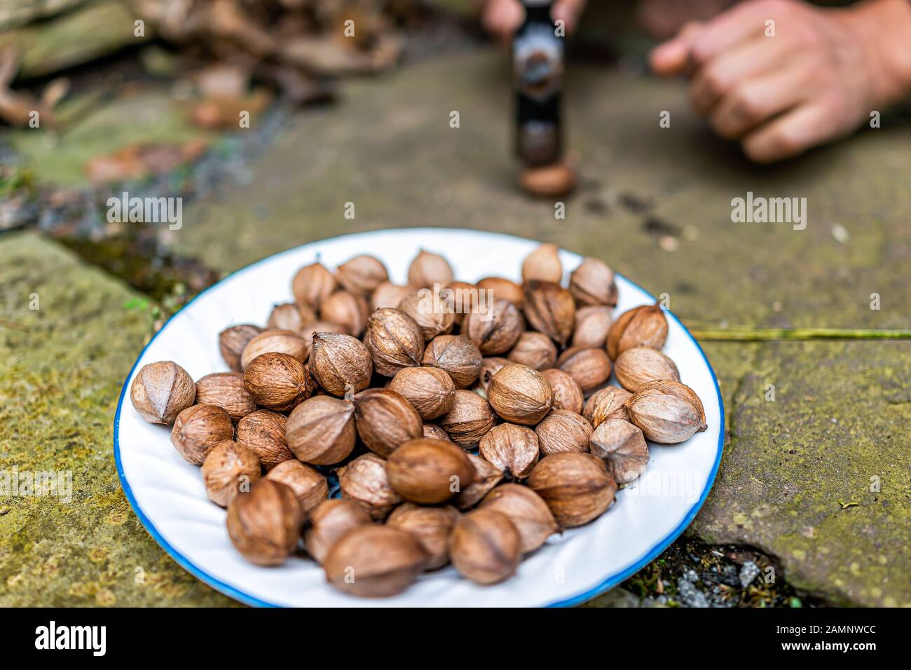 Closeup of pile of raw pecan nuts pile ingredient foraged in autumn on ...