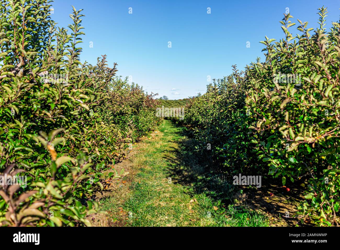 Orchard alley garden hi-res stock photography and images - Alamy