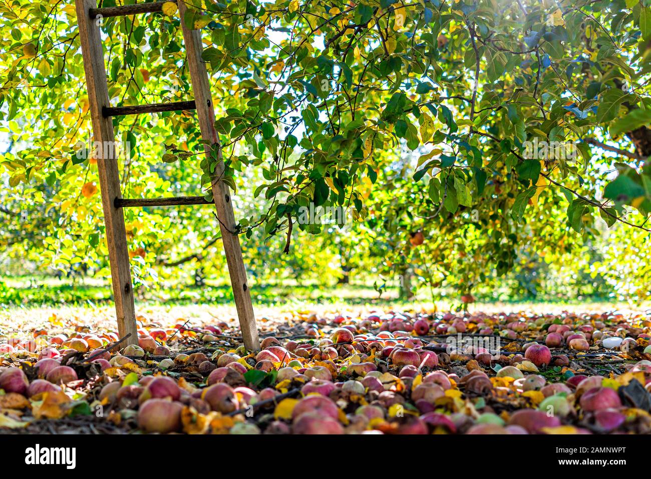 Apple orchard with ladder low angle view under tree and fallen rotting ...
