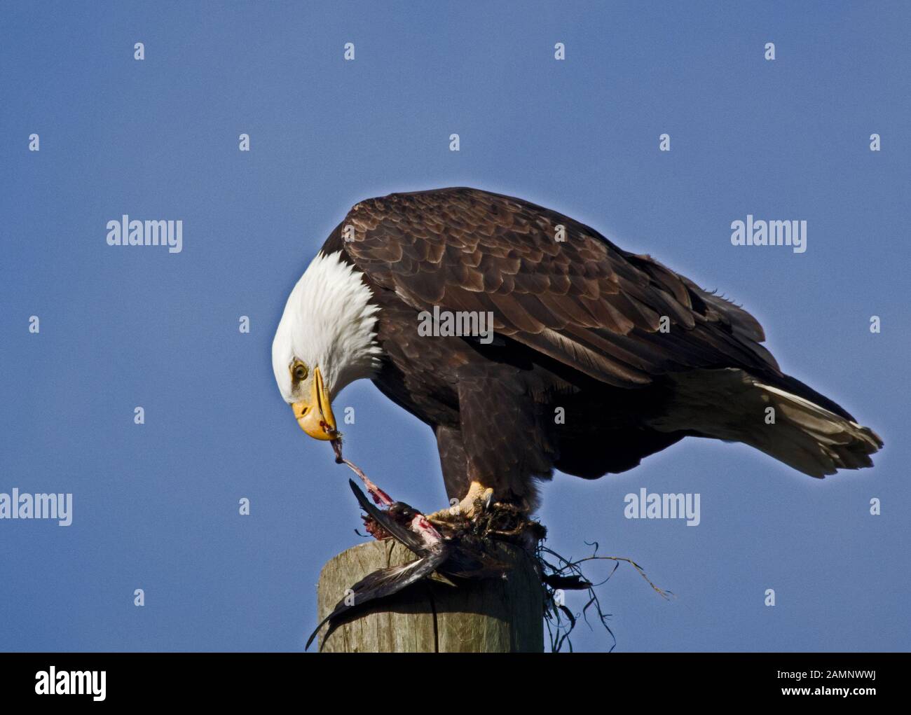 Eagle magazine hi-res stock photography and images - Alamy