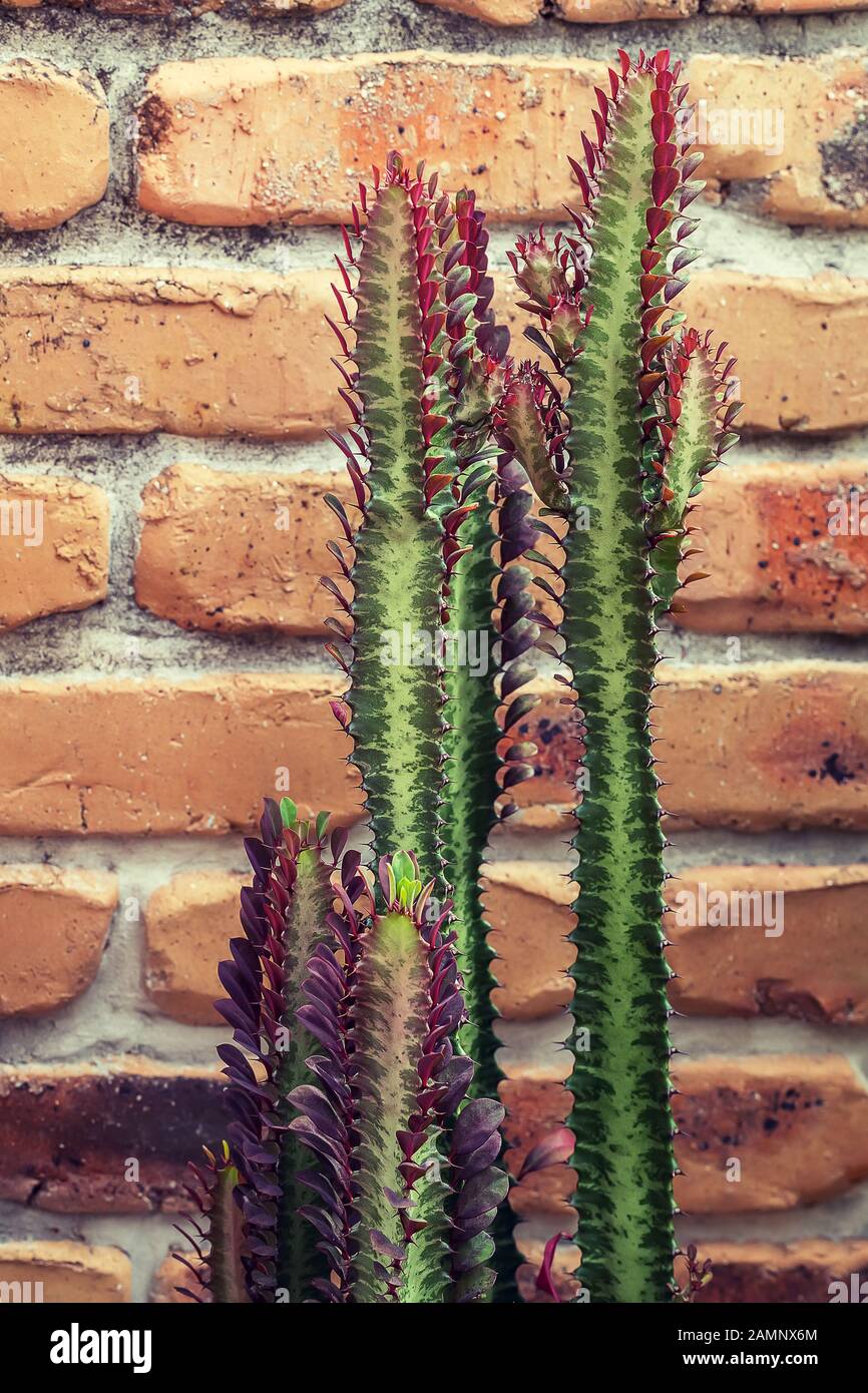 Succulent cactus with a rough brick wall on the background Stock Photo ...