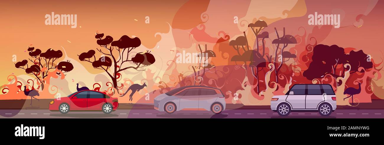 cars and animals escaping from forest fires in australia wildfire ...